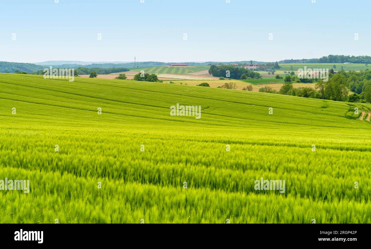 Rural scenery including a green grainfield at early summer time in ...