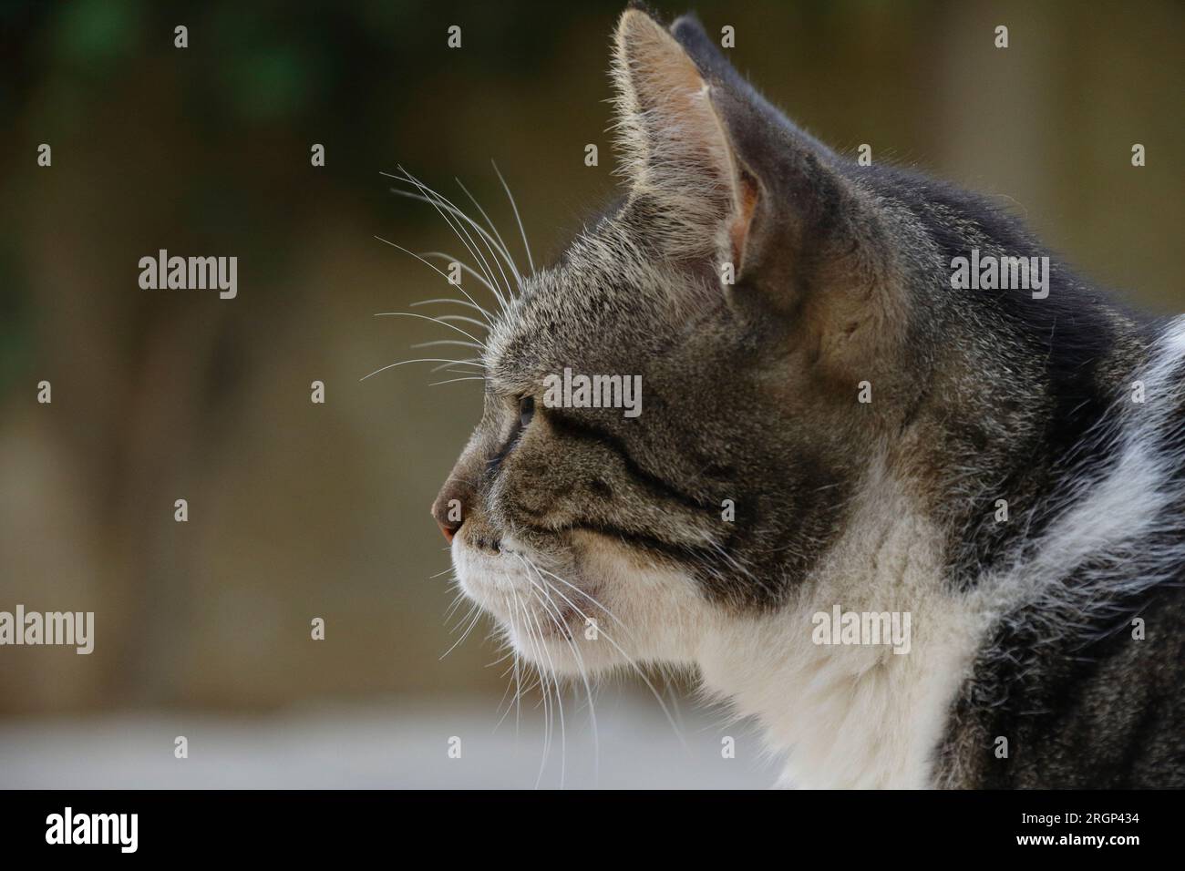 Cat in profile in the park Stock Photo - Alamy
