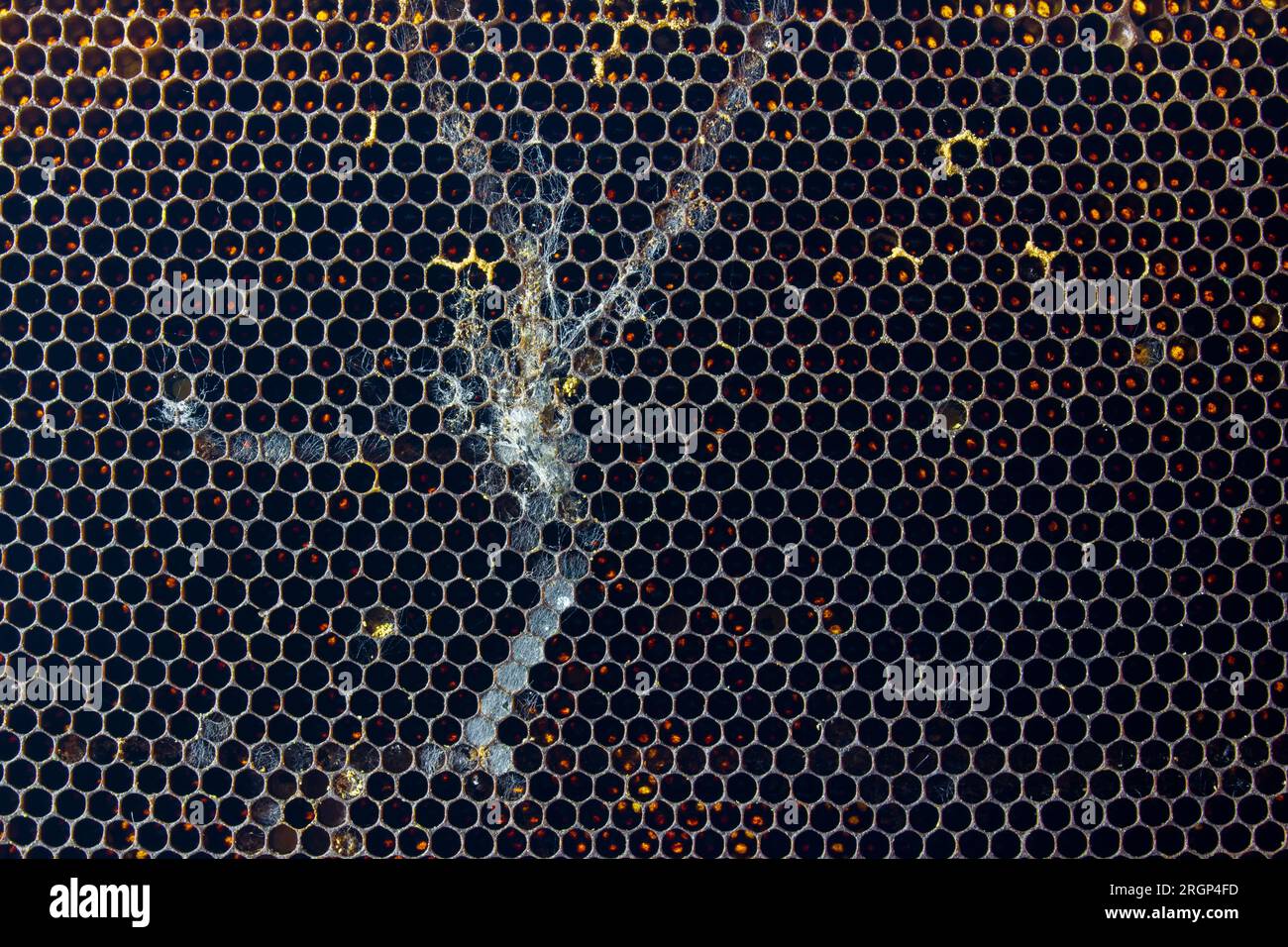 Old honey comb frame hi-res stock photography and images - Alamy