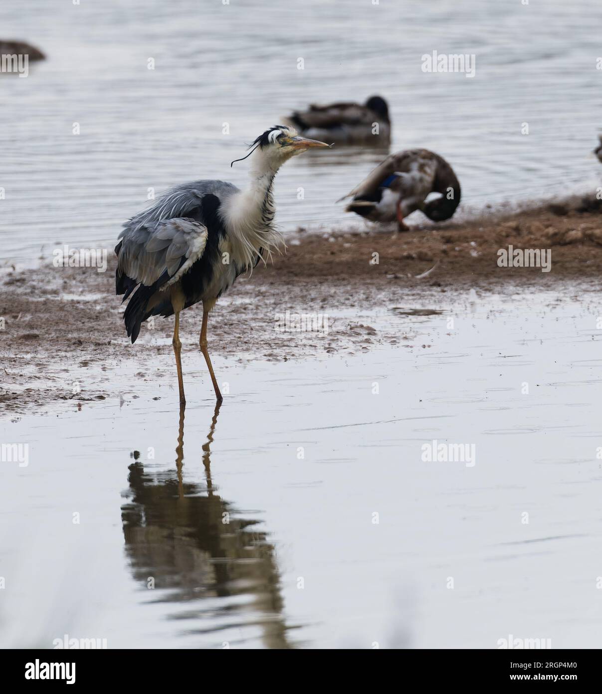 Good shake hi-res stock photography and images - Alamy