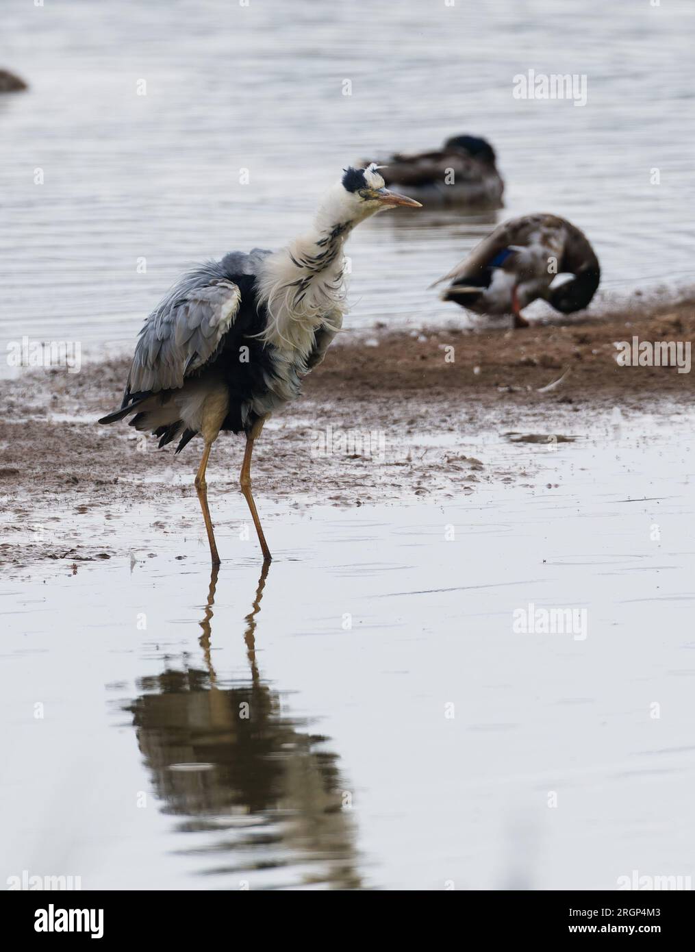 Good shake hi-res stock photography and images - Alamy