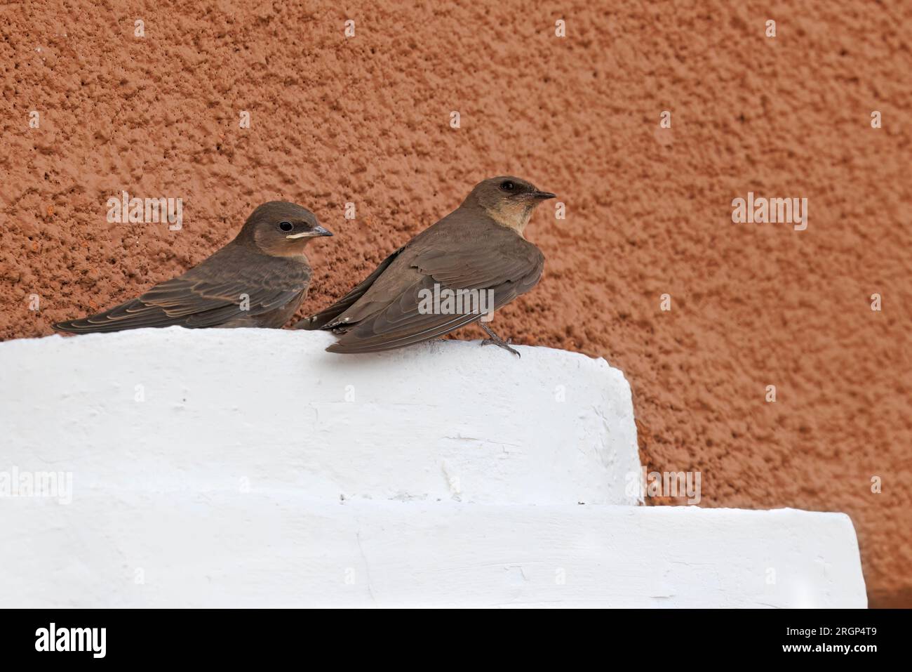 Rock martin, River crossing lodge, Namibia, March 2023 Stock Photo - Alamy