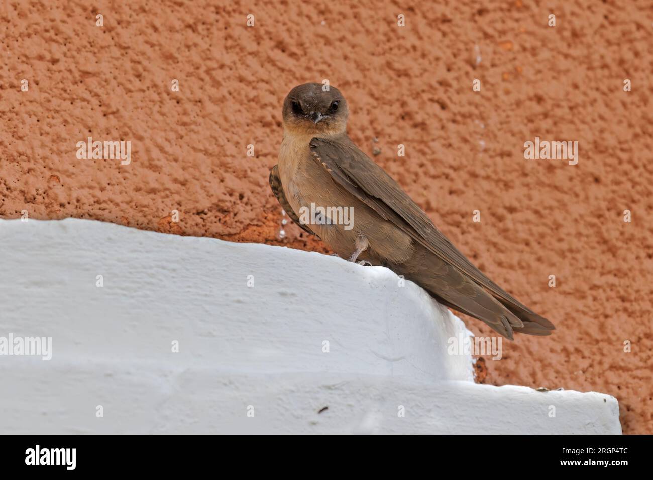 Rock martin, River crossing lodge, Namibia, March 2023 Stock Photo - Alamy