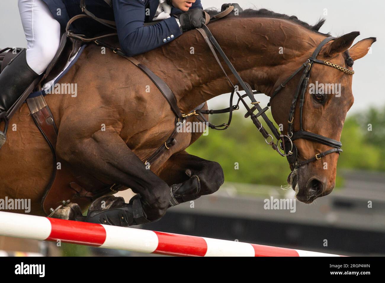 Horse Jumping, Equestrian Sports, Show Jumping event themed photograph ...