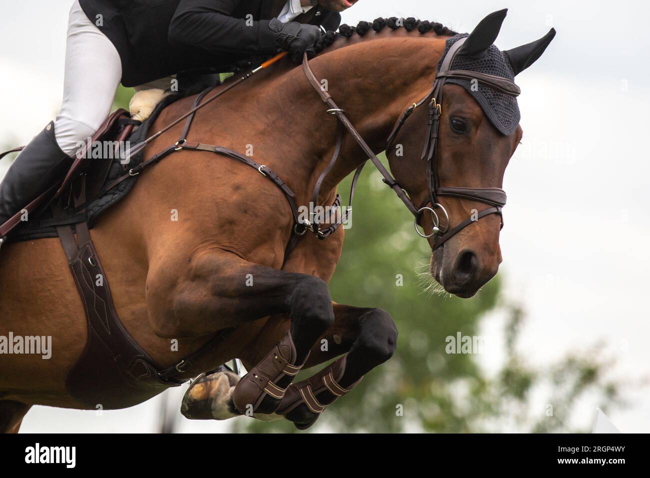 Horse Jumping, Equestrian Sports, Show Jumping event themed photograph ...