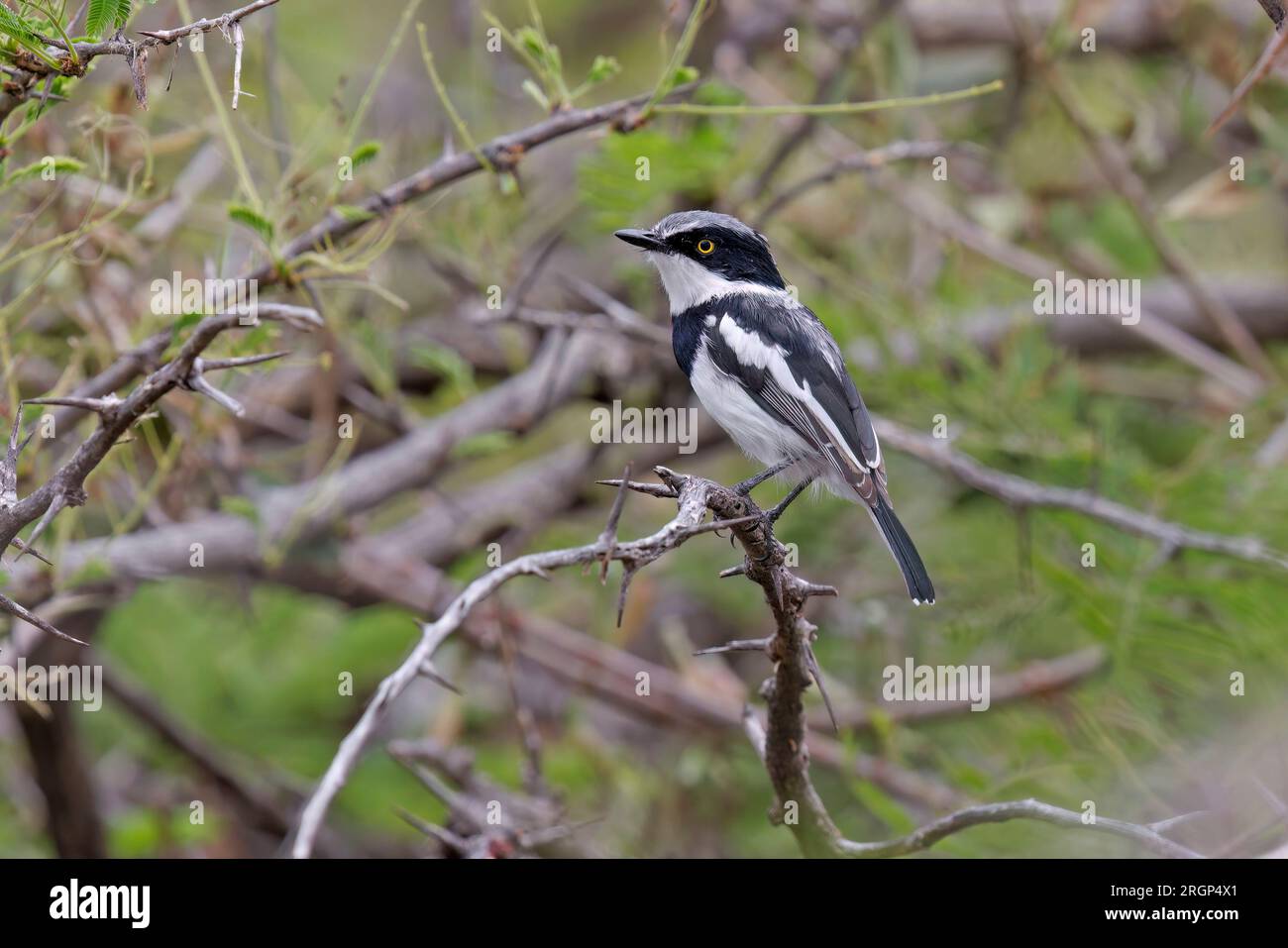 Pririt Batis, River crossing lodge, Windhoek, Namibia, March 2023 Stock ...