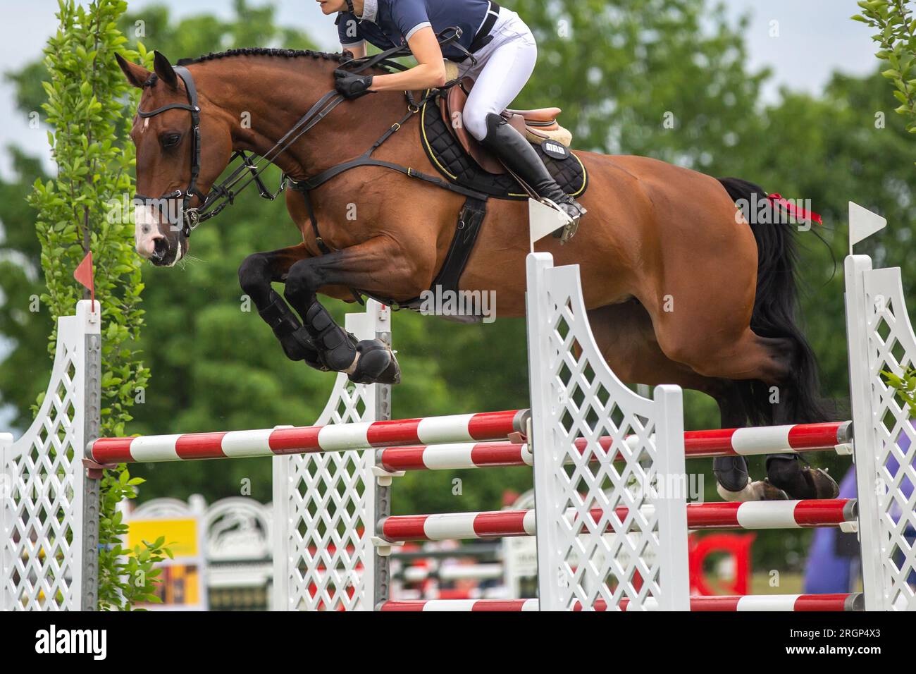 Horse Jumping, Equestrian Sports, Show Jumping event themed photograph ...