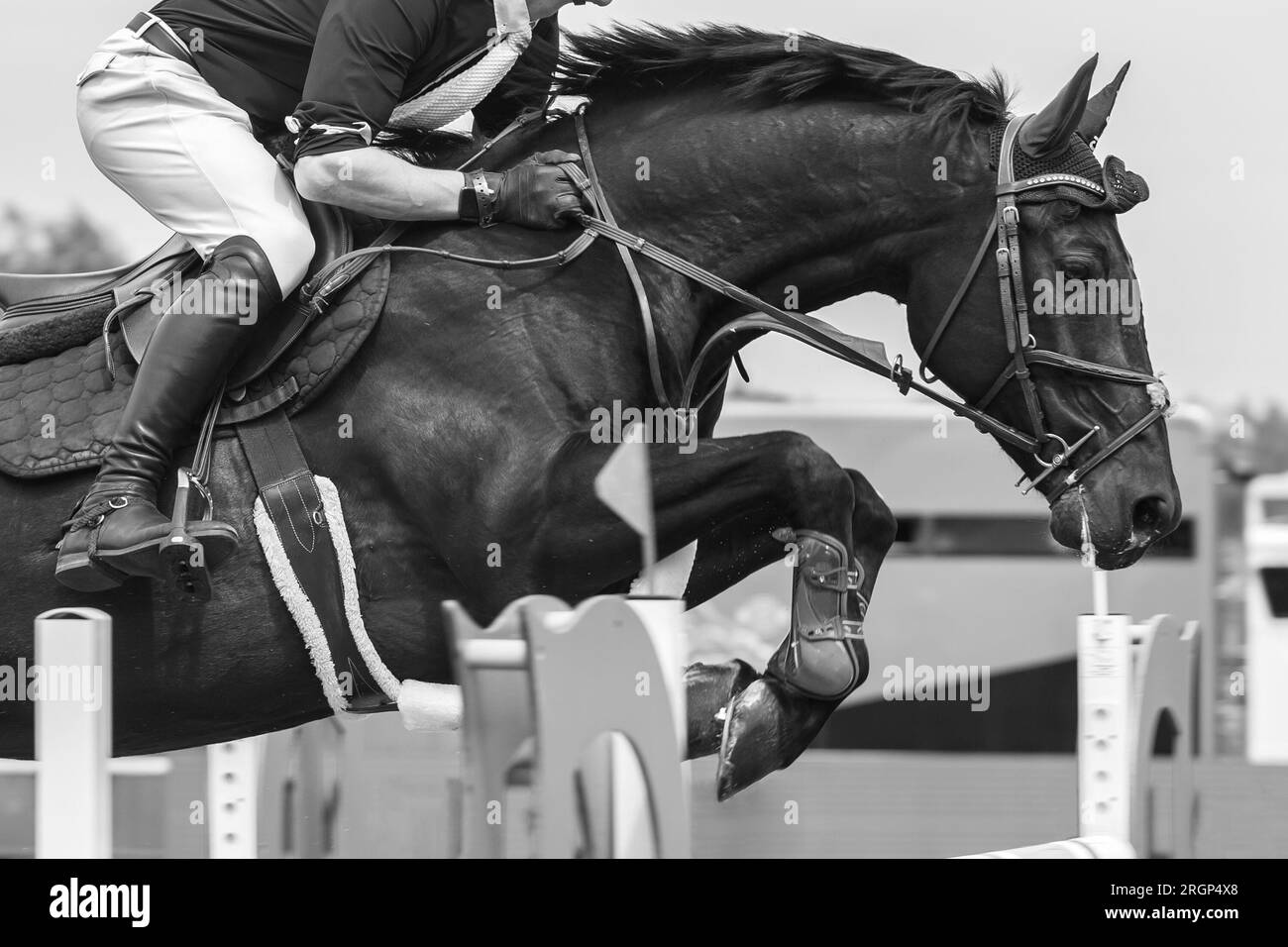 Horse Jumping, Equestrian Sports, Show Jumping event themed photograph ...