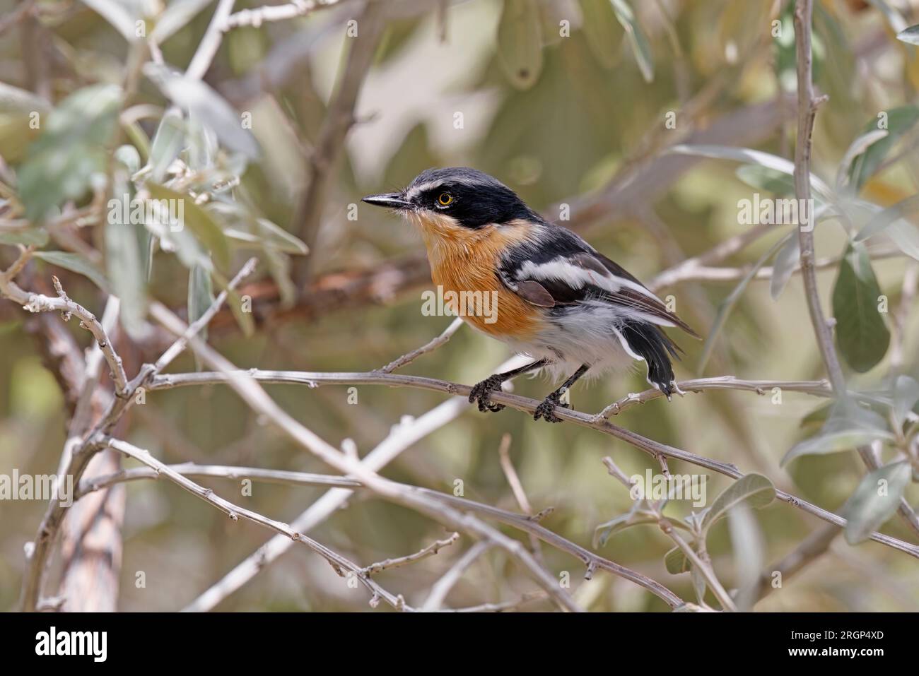 Pririt Batis, River crossing lodge, Windhoek, Namibia, March 2023 Stock ...