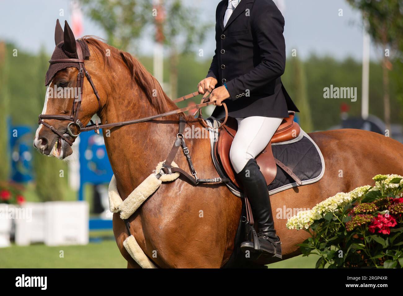 Horse Jumping, Equestrian Sports, Show Jumping event themed photograph ...