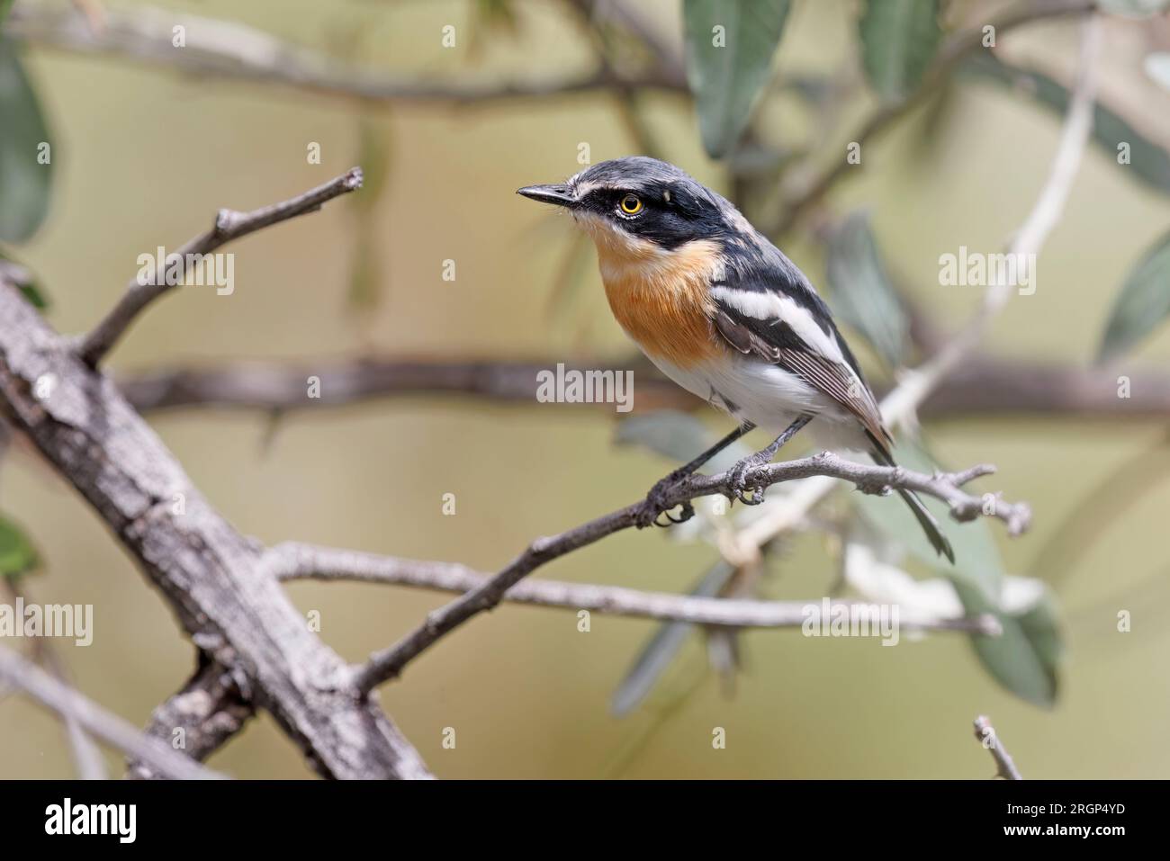 Pririt Batis, River crossing lodge, Windhoek, Namibia, March 2023 Stock ...