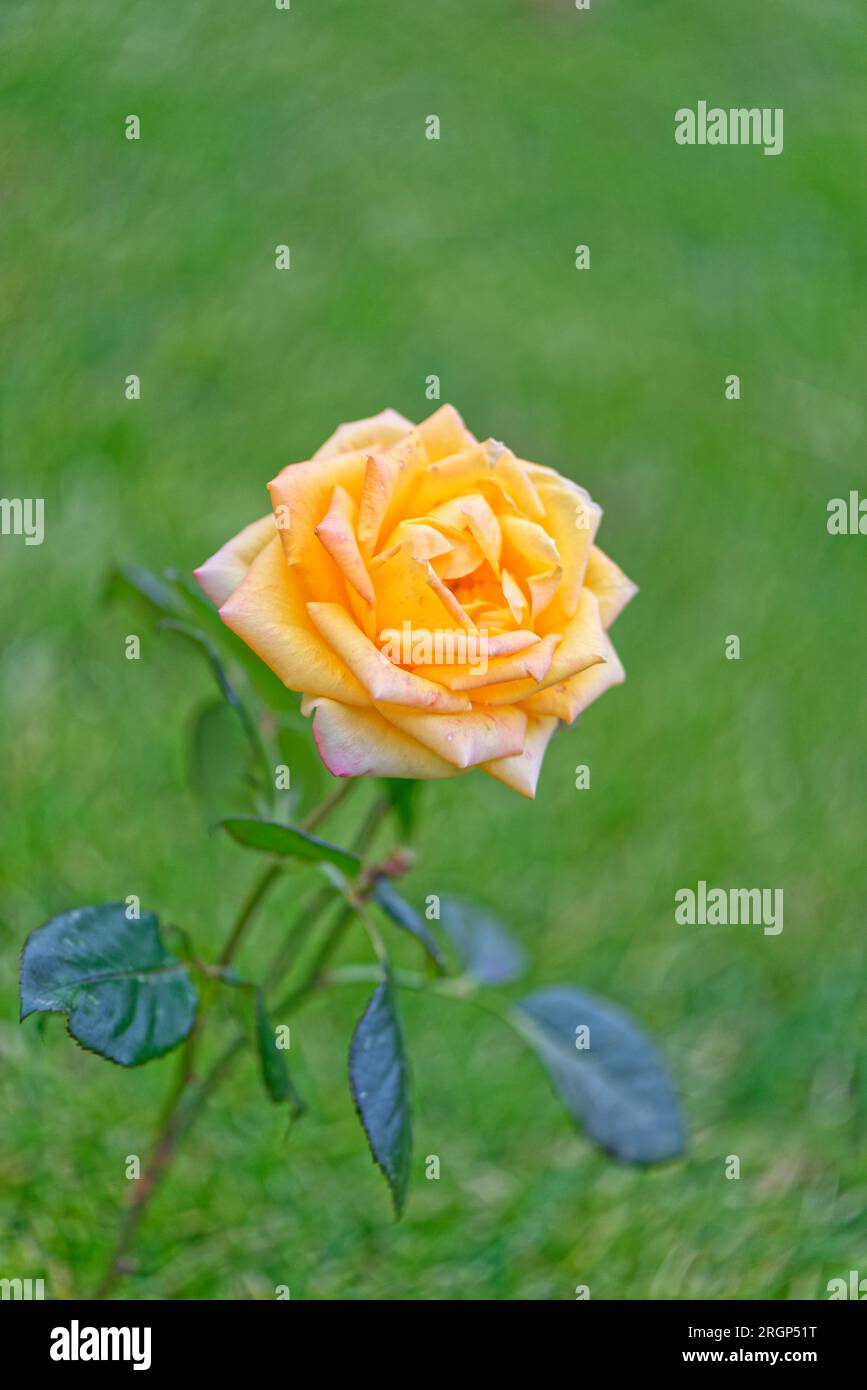 Yellow rose in a garden on the blur background of a green lawn ...