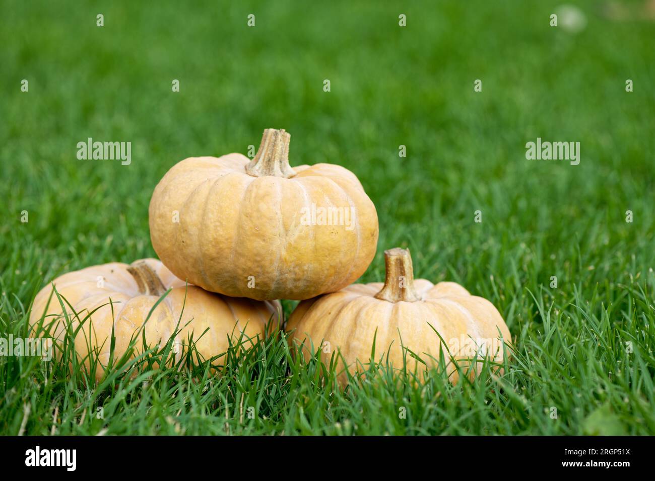 Three ripe autumn pumpkins hi-res stock photography and images - Alamy