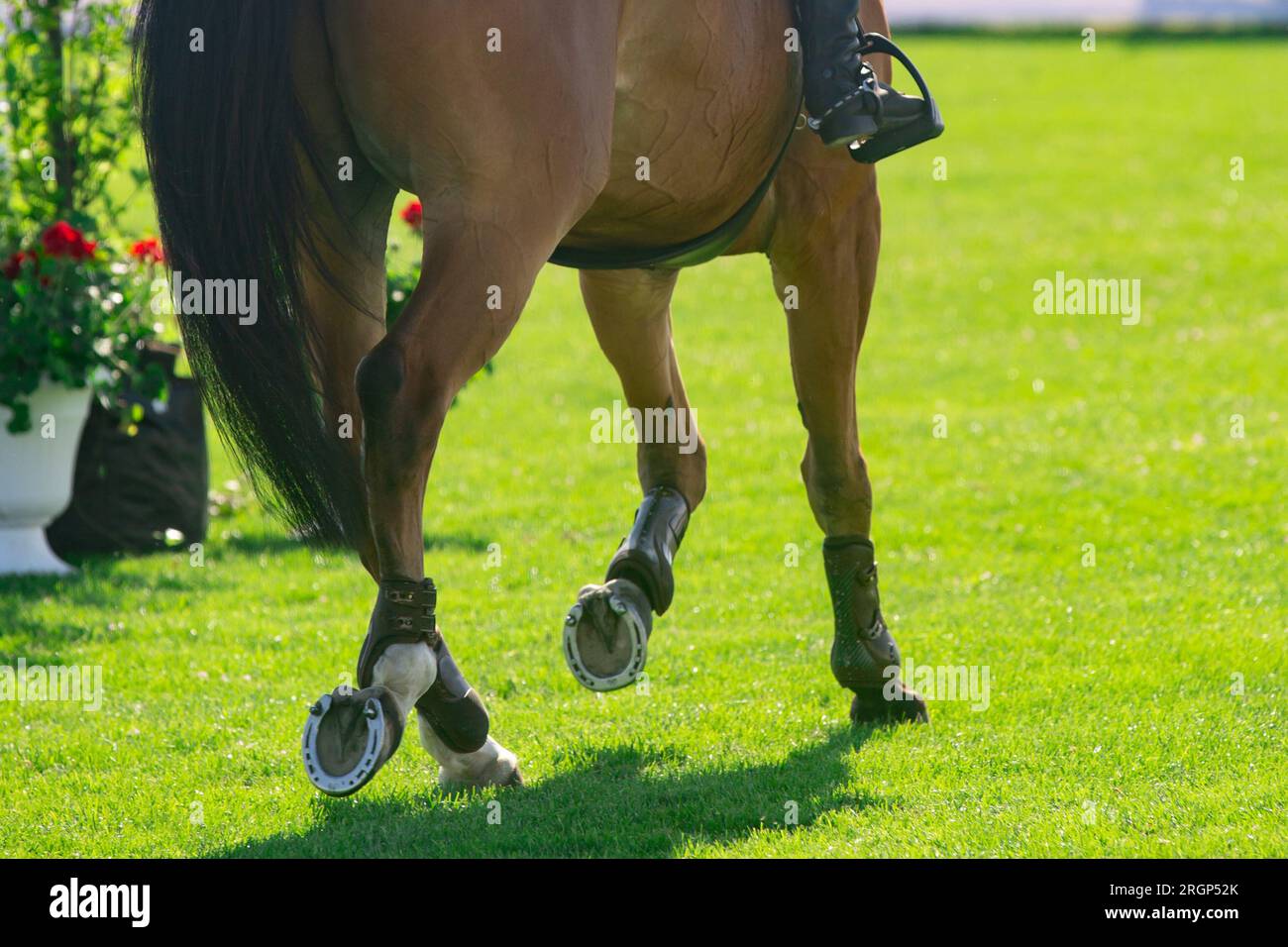 Equestrian Sports, Horse jumping, Show Jumping, Horse Riding themed ...