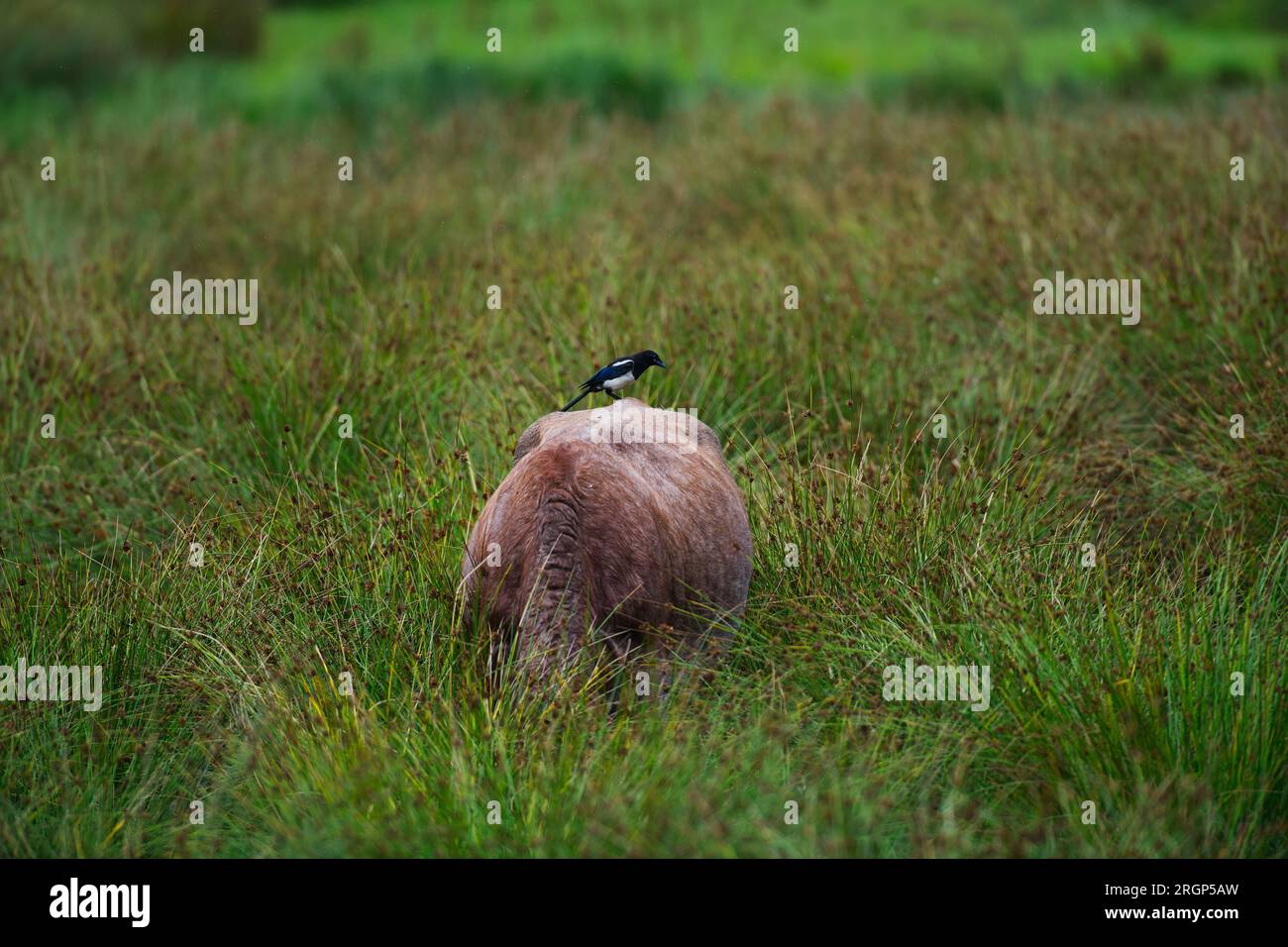 Bird on cows back hi-res stock photography and images - Alamy