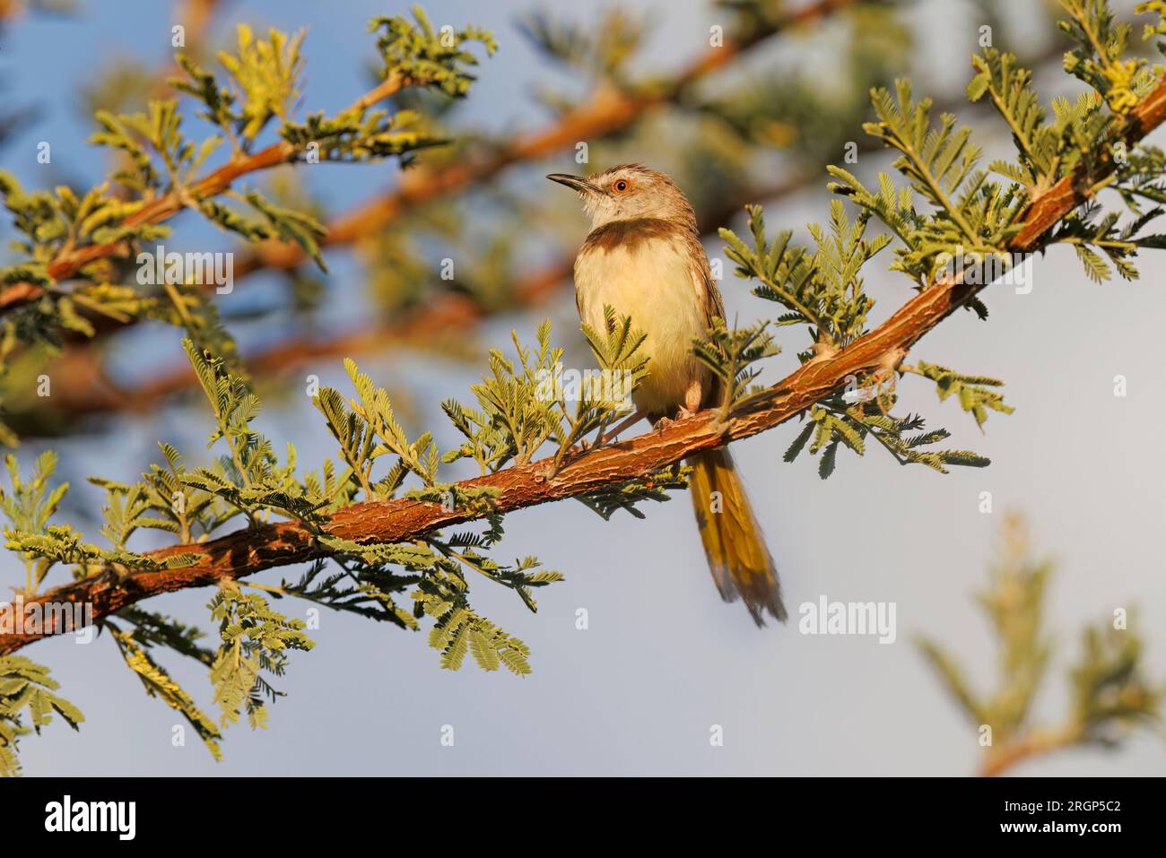 Black-chested prinia, River crossing lodge, Windhoek, Namibia, March ...
