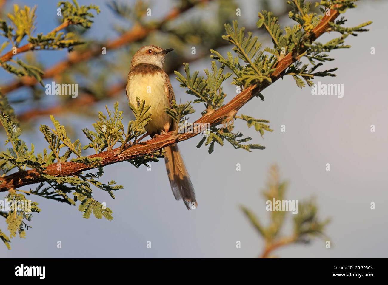 Black-chested prinia, River crossing lodge, Windhoek, Namibia, March ...
