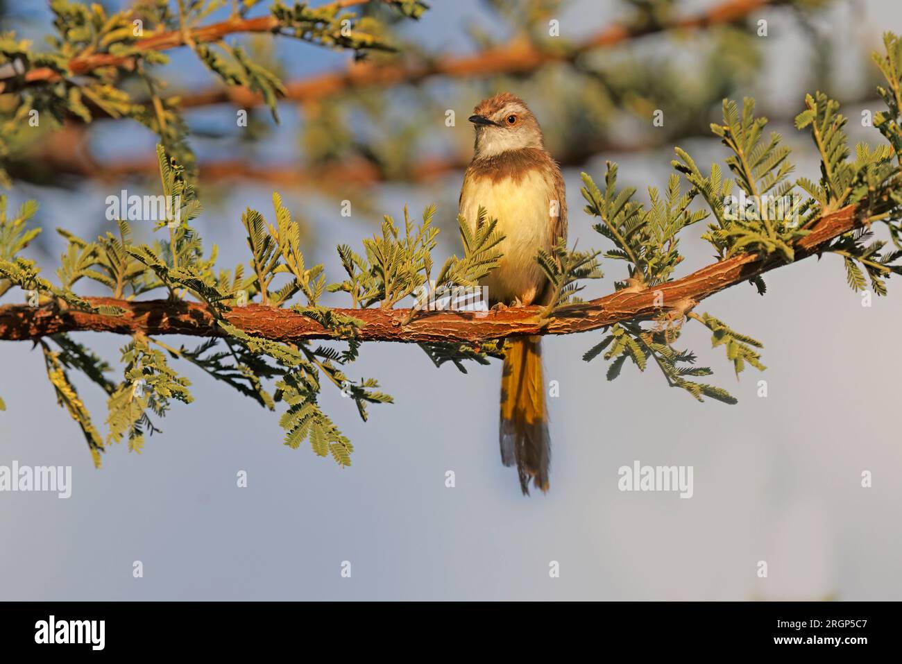 Black-chested prinia, River crossing lodge, Windhoek, Namibia, March ...