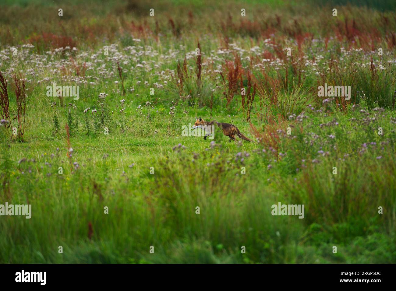German fox hunting hi-res stock photography and images - Alamy