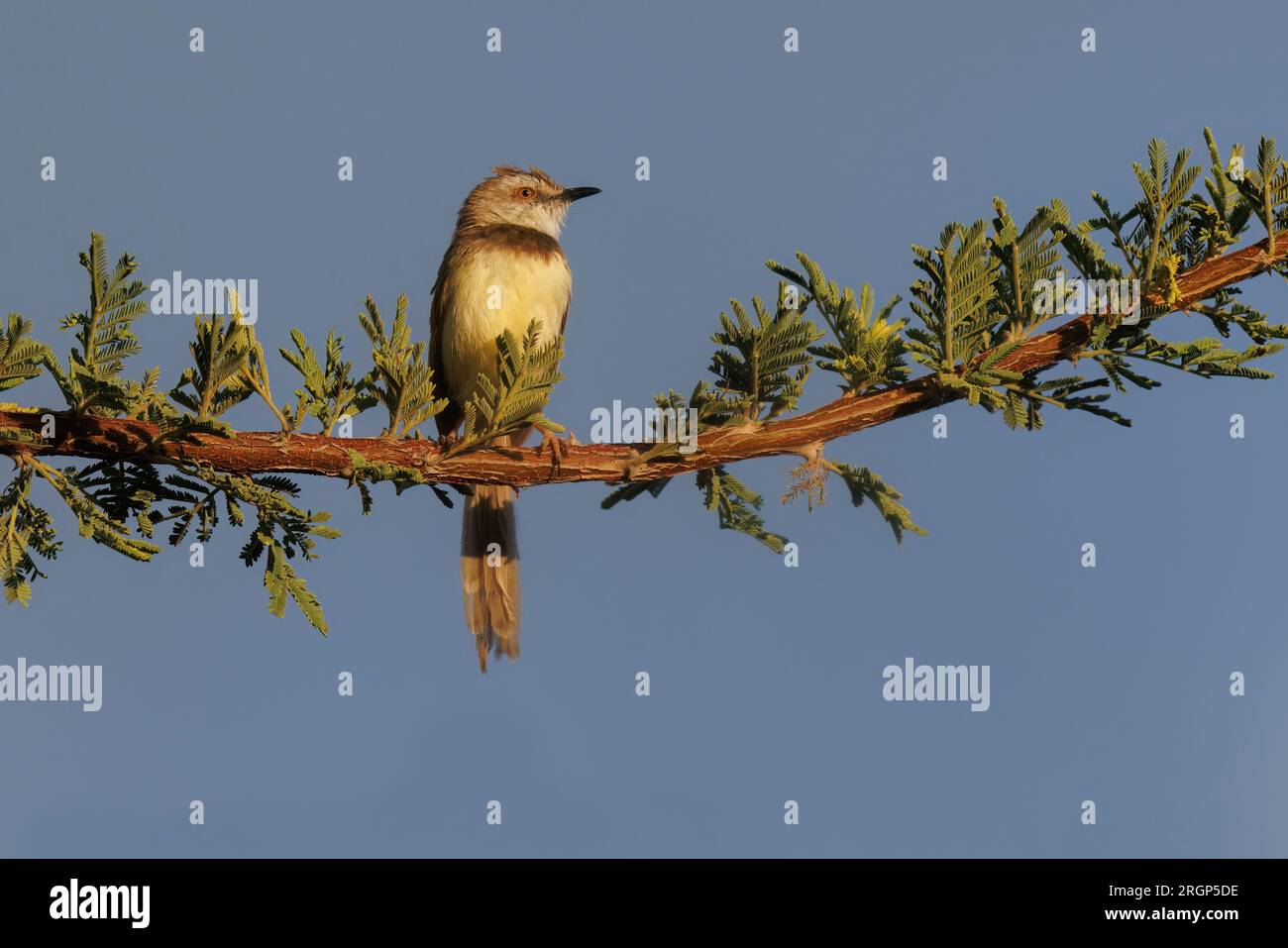 Black-chested Prinia, River crossing lodge, Windhoek, Namibia, March ...
