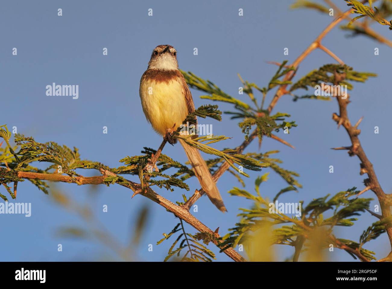 Black-chested prinia, River crossing lodge, Windhoek, Namibia, March ...