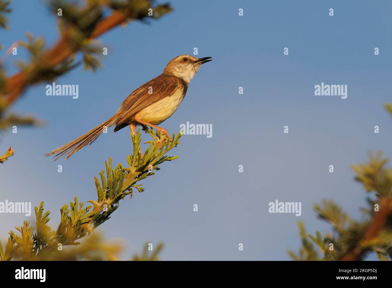 Black-chested Prinia, River crossing lodge, Windhoek, Namibia, March ...