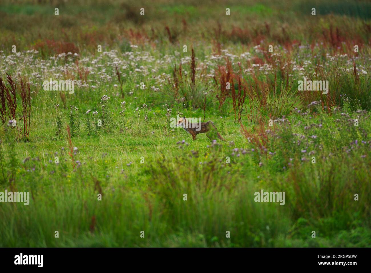 Foxing hi-res stock photography and images - Alamy