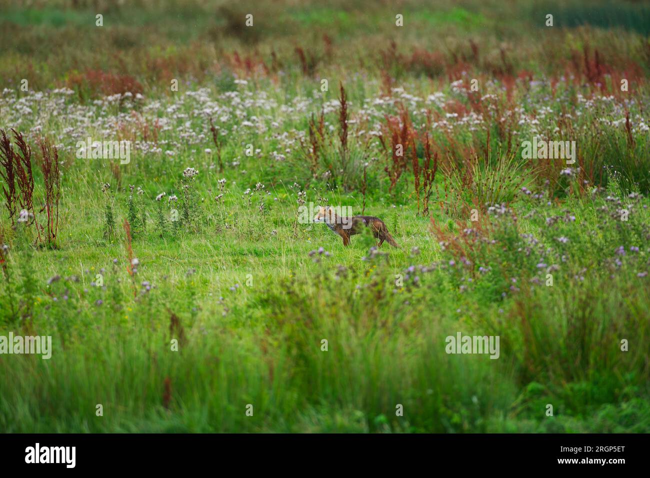 Fox in the meadow hi-res stock photography and images - Alamy
