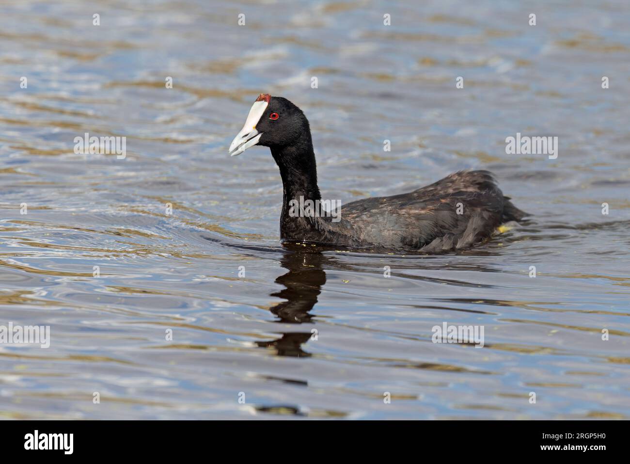 Avis dam hi-res stock photography and images - Alamy