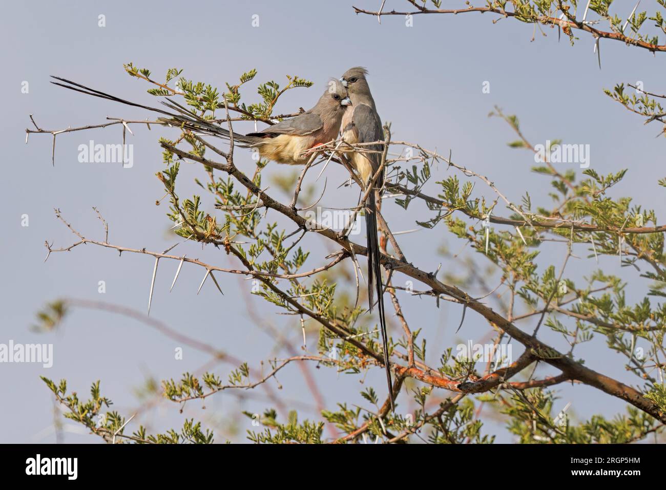 White-backed Mousebird, Spitzkoppe, Namibia, March 2023 Stock Photo - Alamy