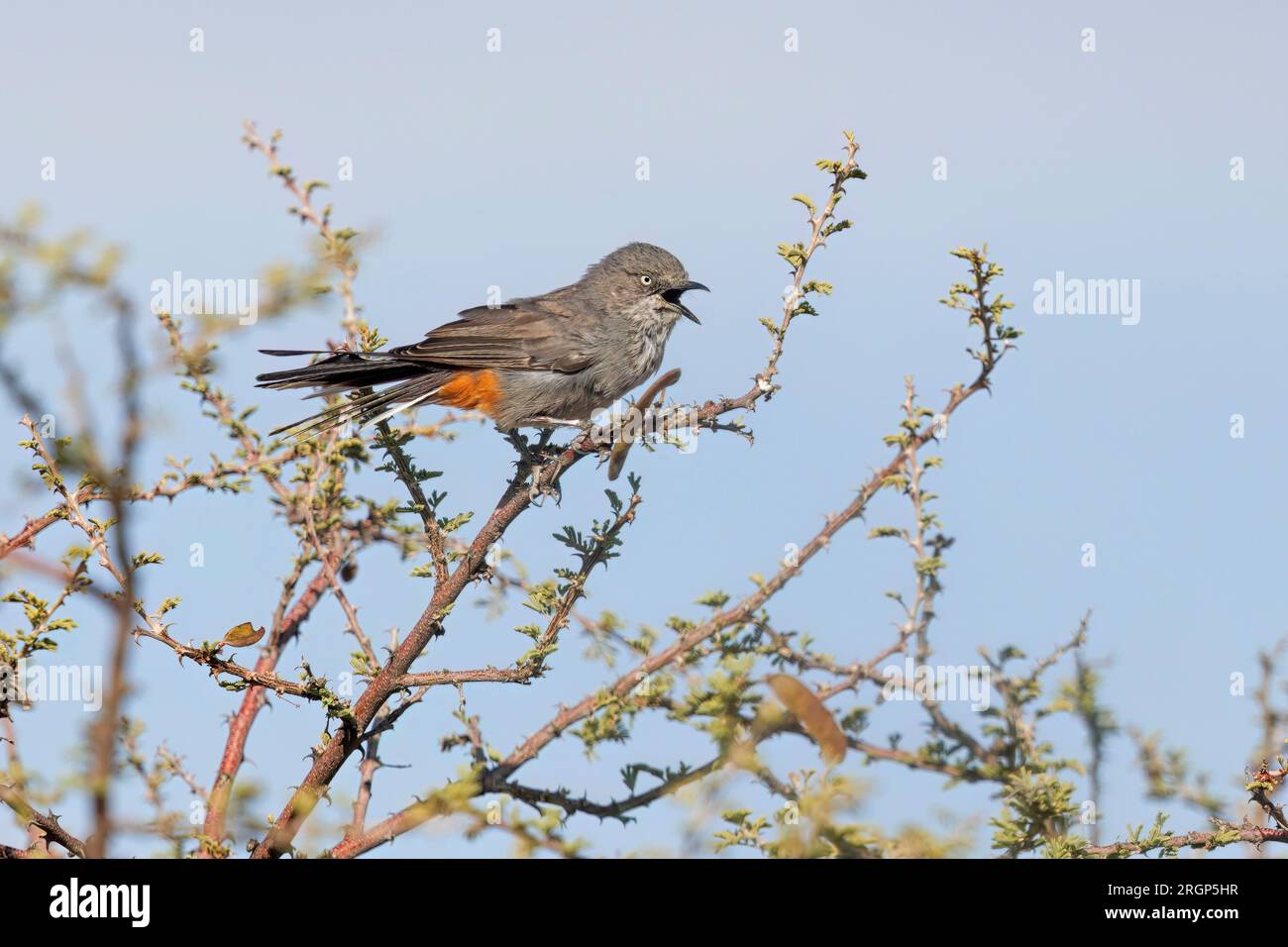 Chestnut-vented Warbler, Spitzkoppe, Namibia, March 2023 Stock Photo ...