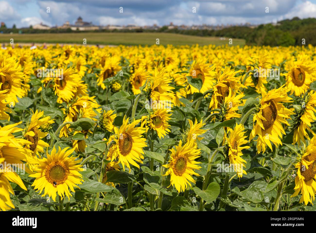 Sunflower Trail in Maiden Castle Dorchester Stock Photo - Alamy