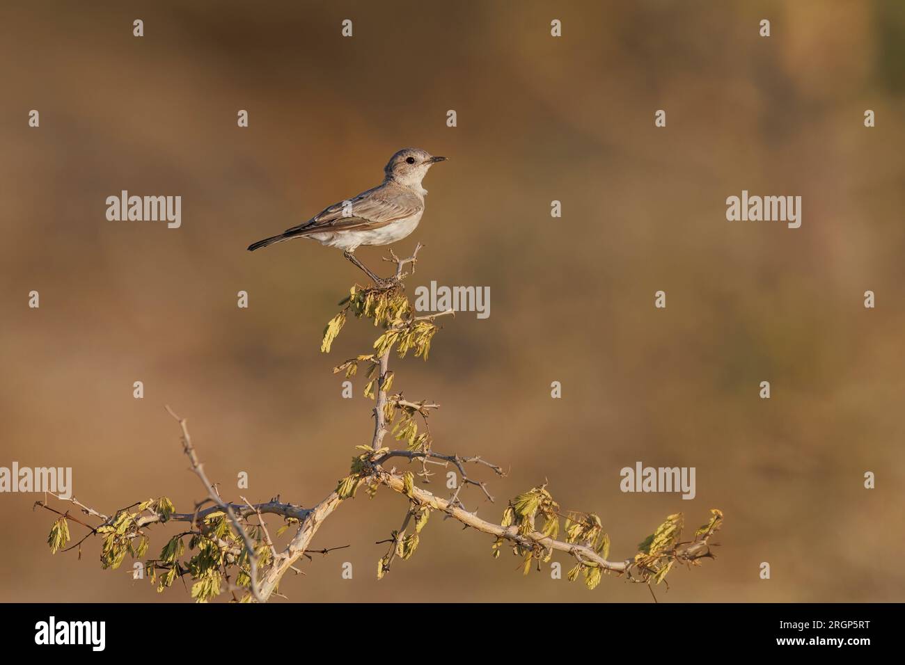 Chat karoo hi-res stock photography and images - Alamy