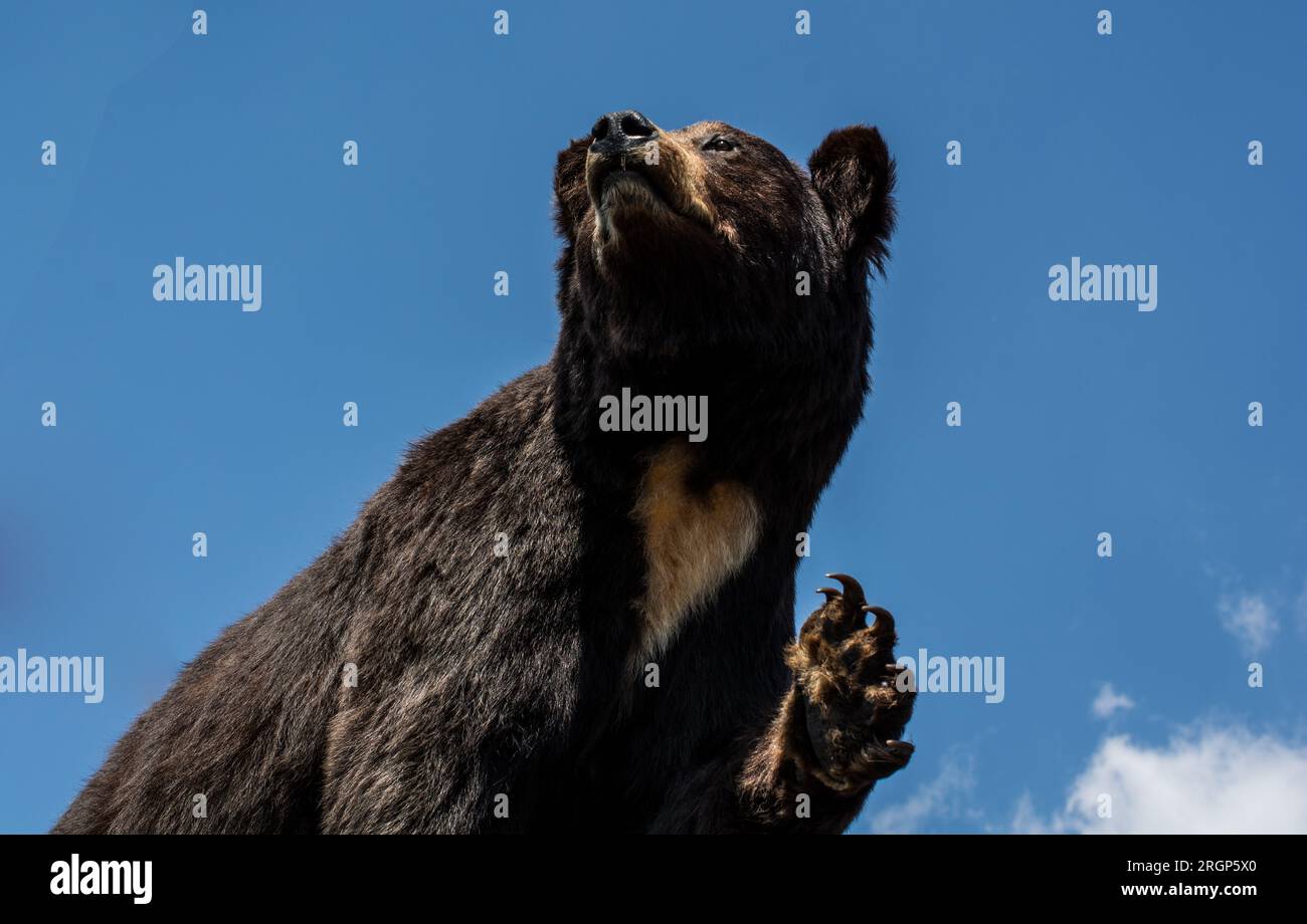 Black Bear Roar Profile