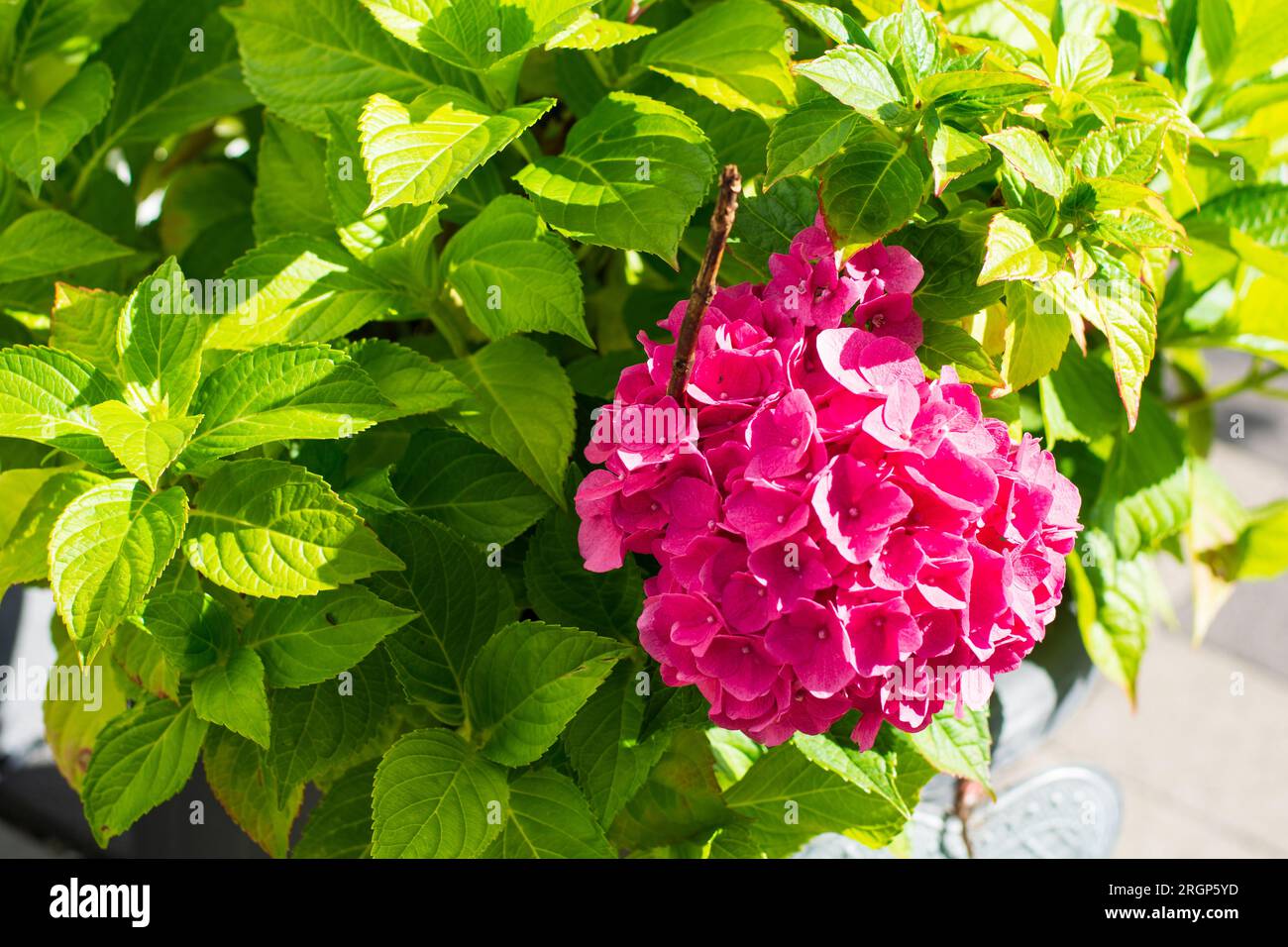 Hydrangea arborescens deep pink flower head Stock Photo - Alamy
