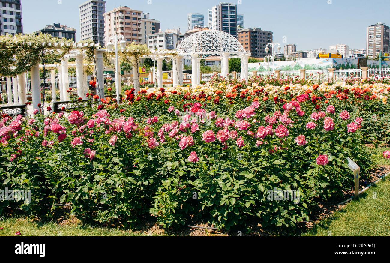 Garden roses heart hi-res stock photography and images - Alamy