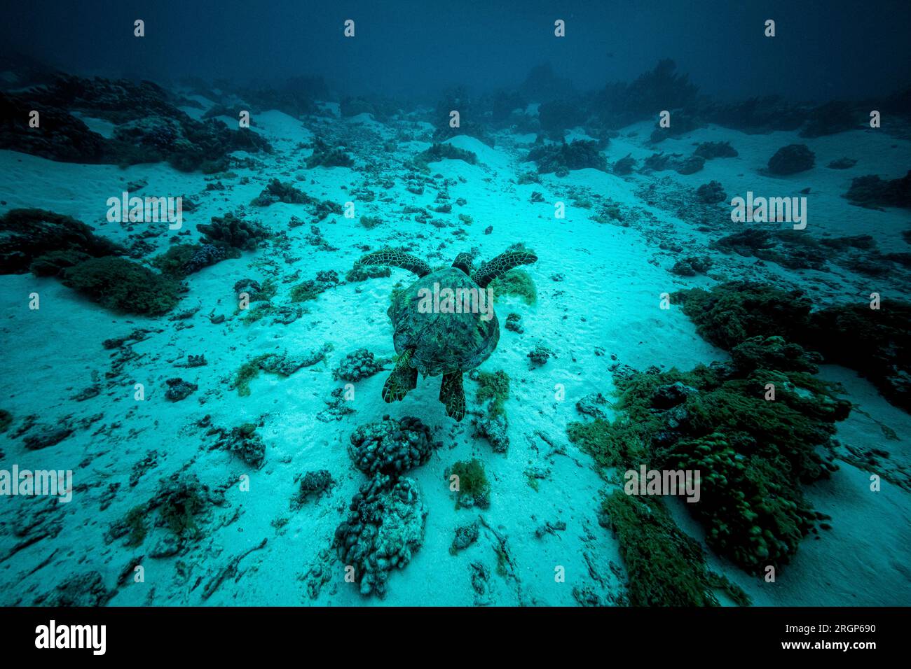 Sea turtle is swimming in the ocean near Moorea Stock Photo - Alamy