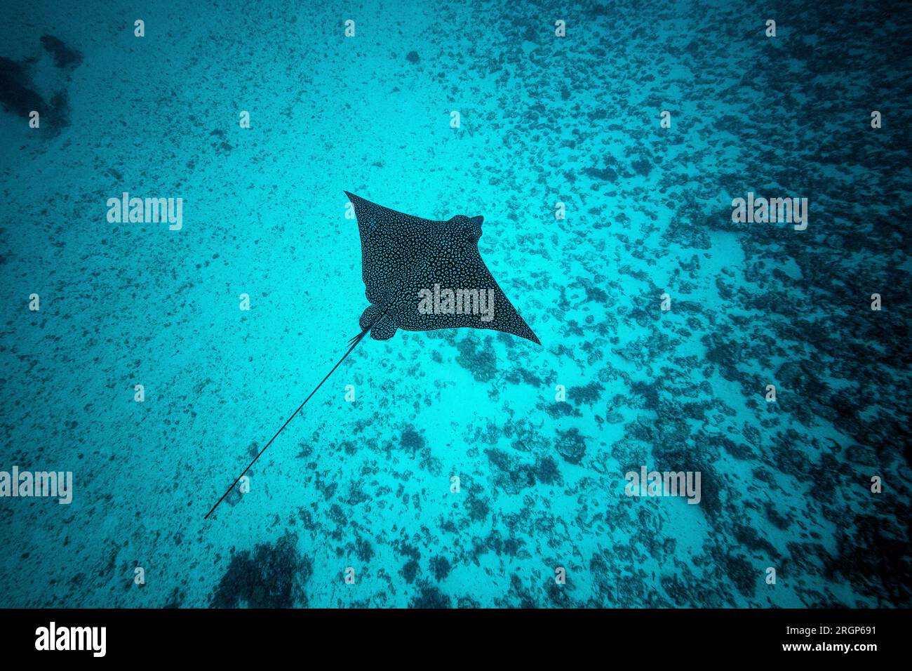Stingray is swimming in the ocean near Moorea Stock Photo - Alamy