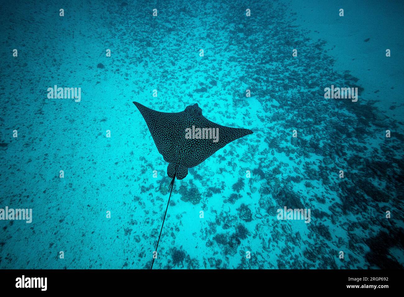 Stingray sighting hi-res stock photography and images - Alamy