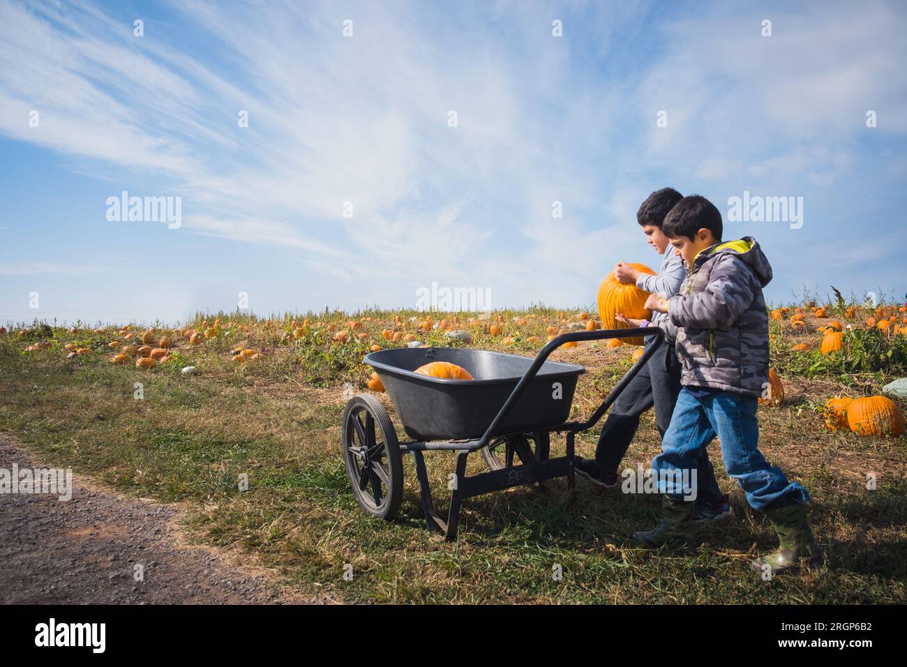 Two young boys putting pumpkins in wagons in pumpkin patch in fall ...