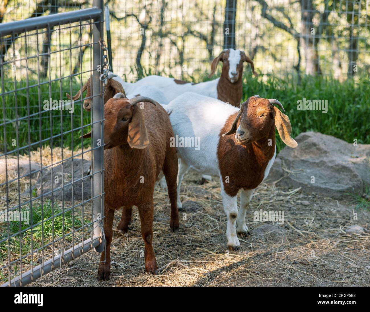 goats waiting at gate in the afternoon Stock Photo - Alamy