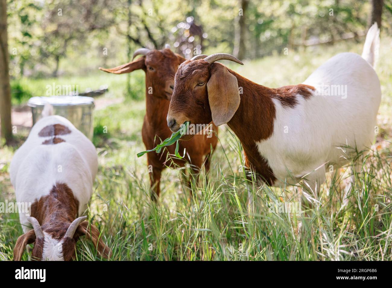 goats eating tall grass in the afternoon Stock Photo - Alamy