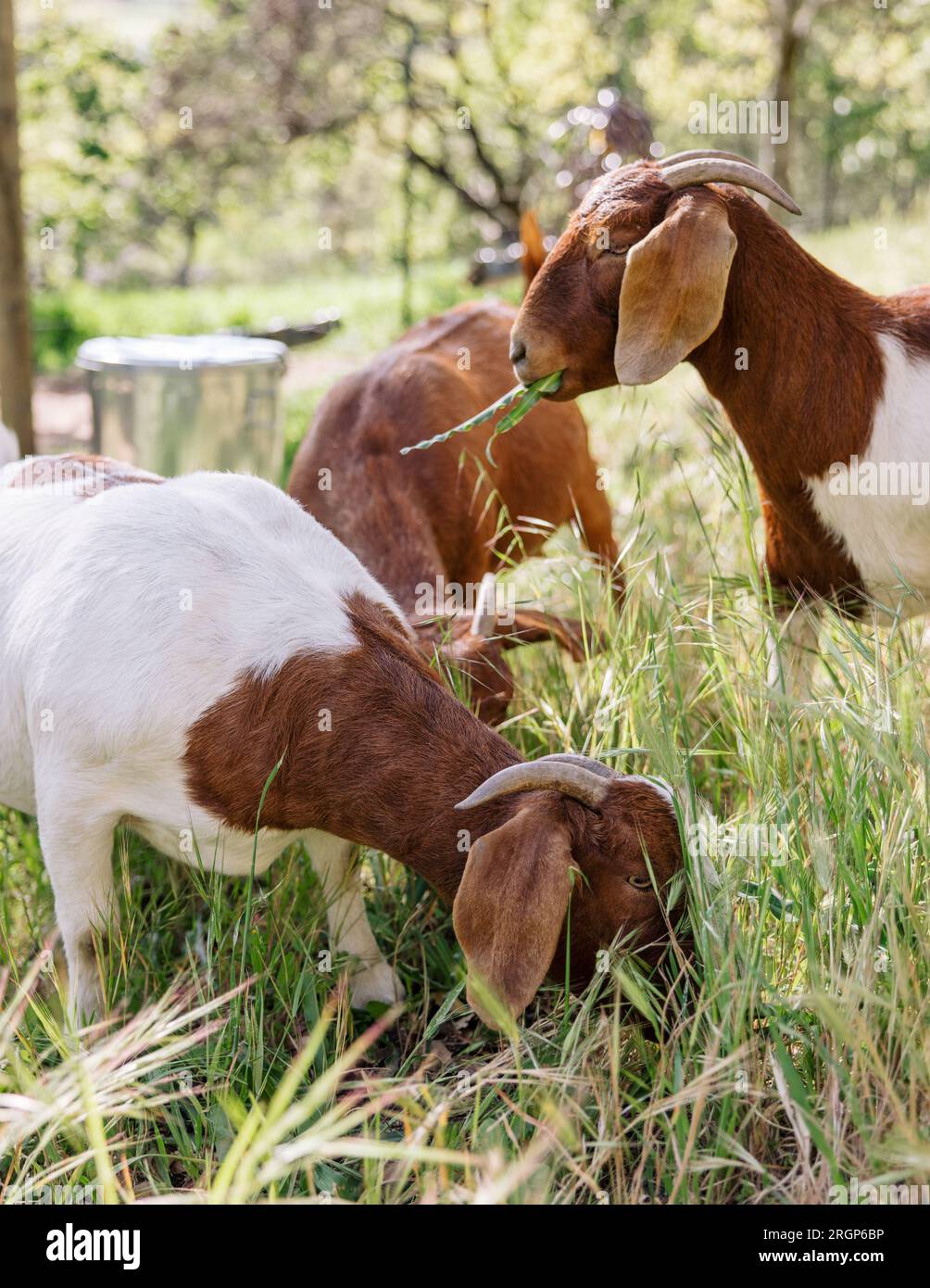 goats eating grass in the afternoon Stock Photo - Alamy