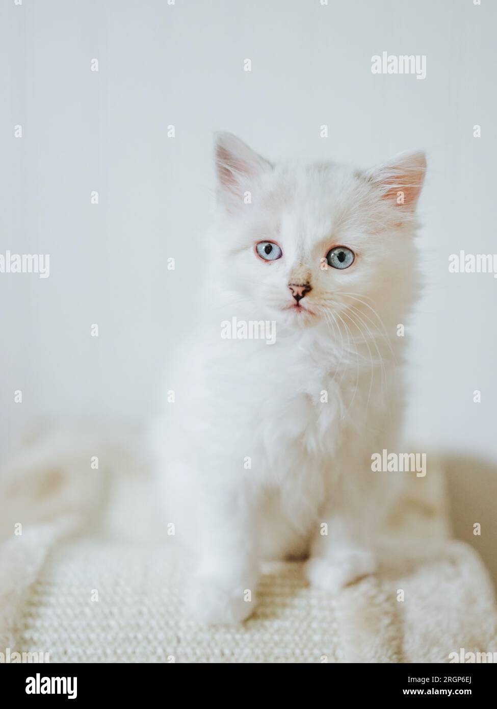 Fluffy white Ragdoll kitten with blue eyes on a white background Stock ...