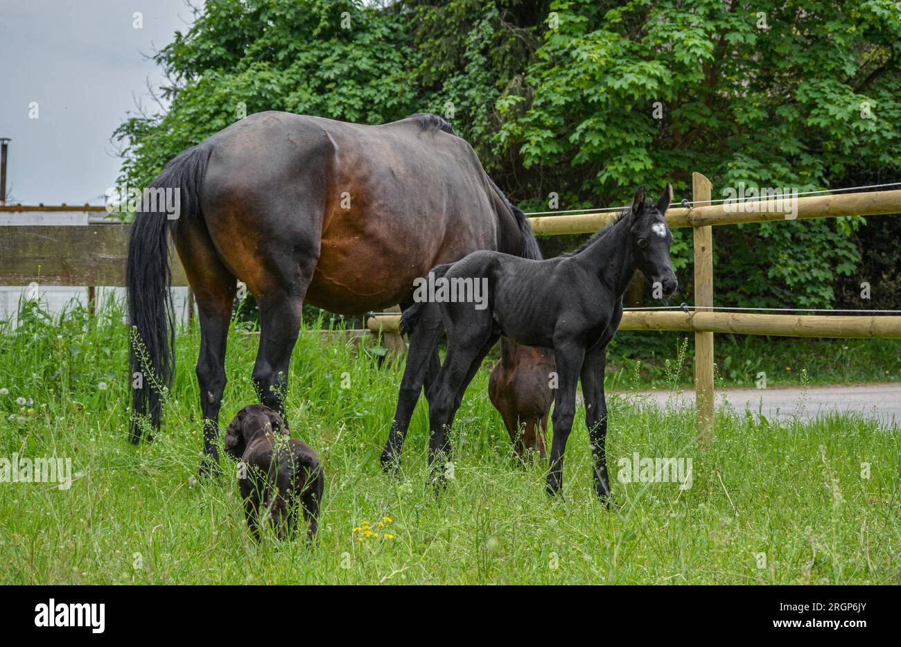 Dark arabian foal staying on grass with mother and dog Stock Photo - Alamy