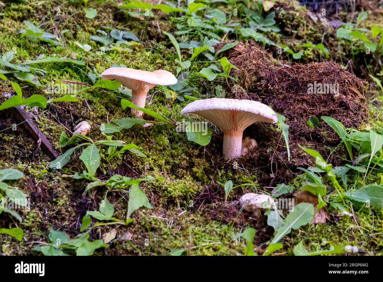 Foraging wild mushrooms hi-res stock photography and images - Alamy