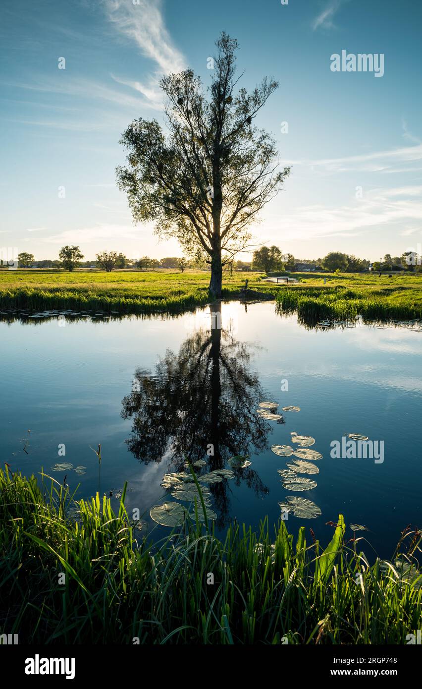 reflection of a tree in a water: bank of small countryside river ...
