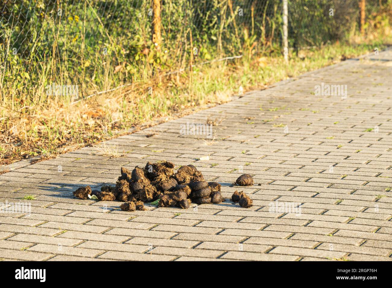 Animal droppings hi-res stock photography and images - Alamy