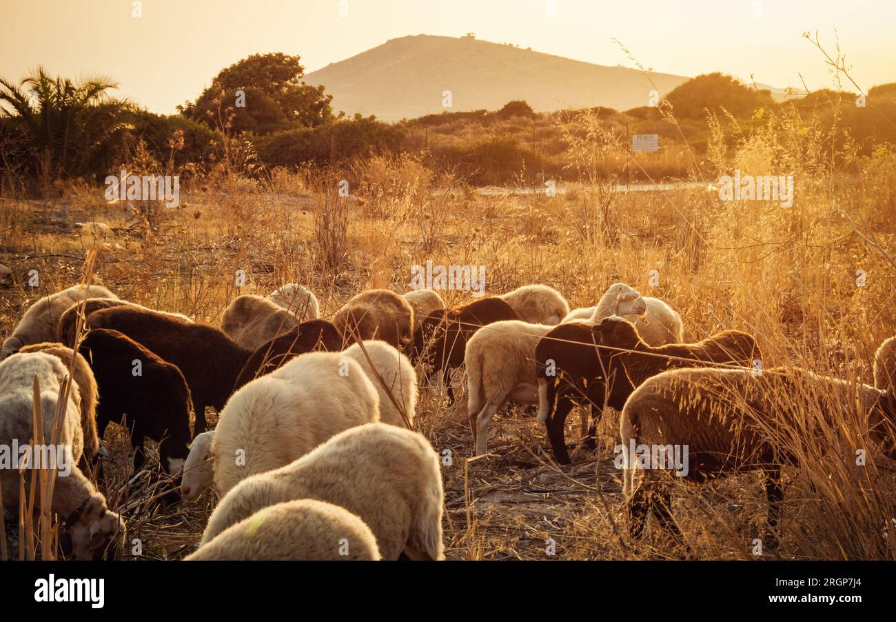 Flock of sheep in Crete countryside at sunrise. Farm animals early in the morning in warm sun ...