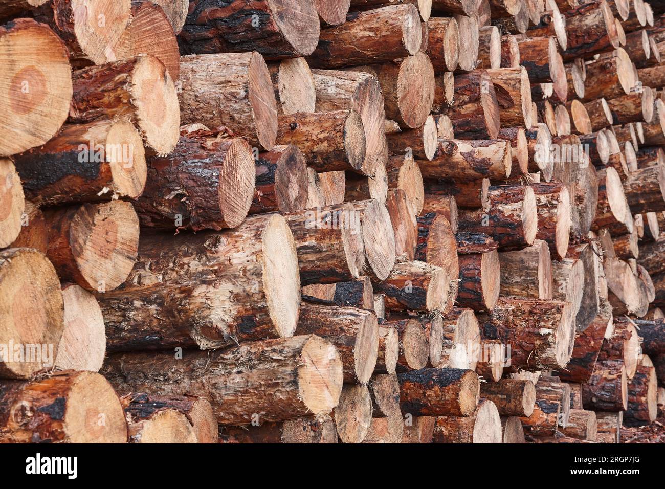 Stacked freshly cut logs. Natural pine wood. Deforestation. Timber ...